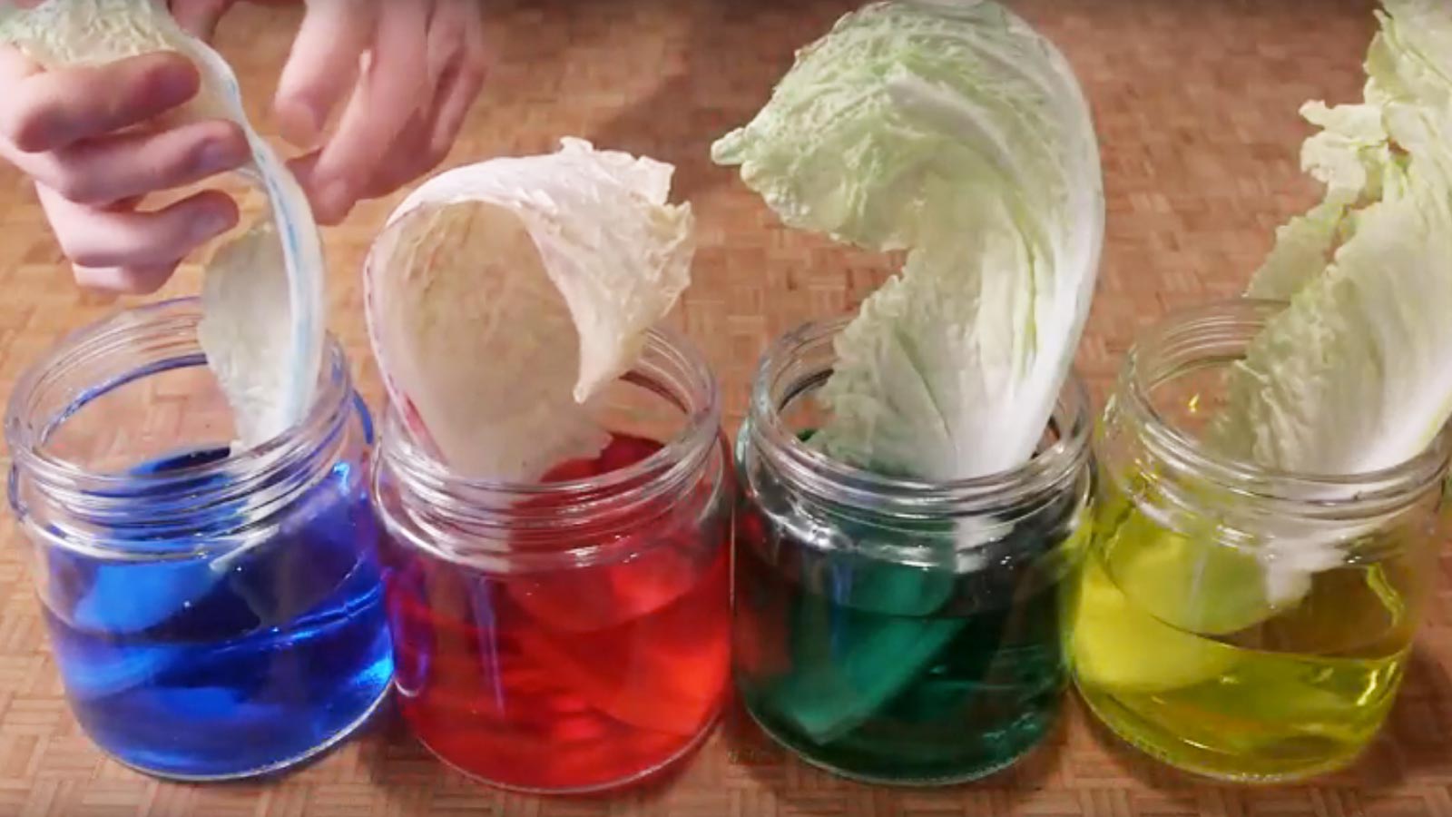 Punk-Rock Cabbage - Coyote Science